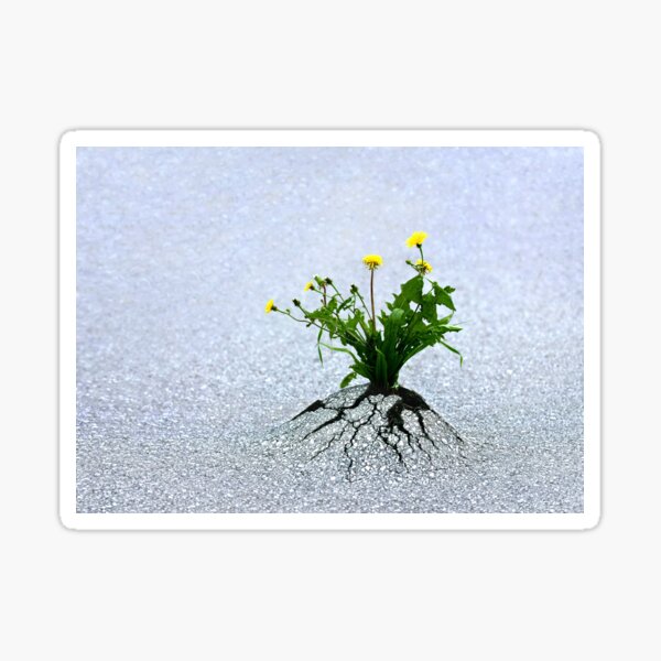 "Faith, Miracles & The Power of Persistence" Sticker for Sale by ...