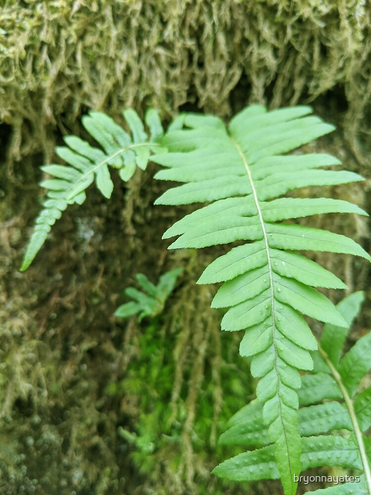 "Baby Fern Growing on a Maple Tree" Poster for Sale by bryonnayates ...