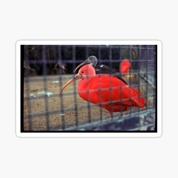 "cage" Sticker for Sale by 5letters | Redbubble