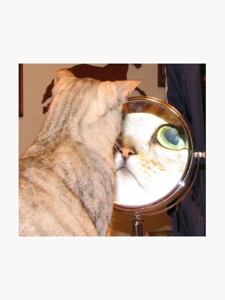 "Cat look at mirror meme" Sticker for Sale by prong7 | Redbubble