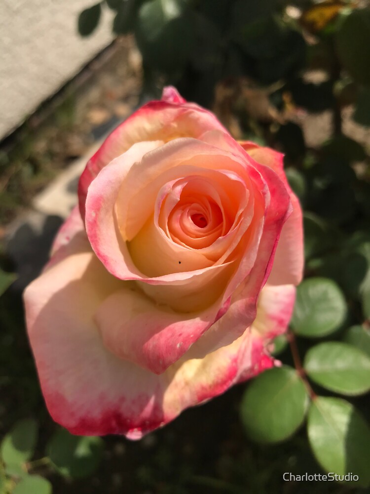 "Rose3" Sticker by CharlotteStudio | Redbubble