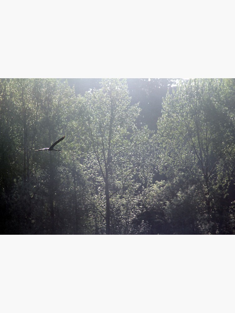 "Great Blue Heron flying at Trojan pond, near Goble, Oregon" Sticker by ...