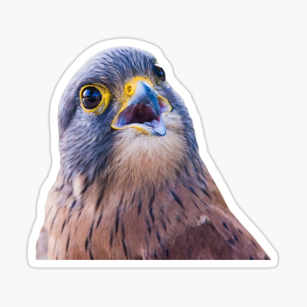 "Surprised Falcon" Sticker for Sale by stickersdoodle | Redbubble