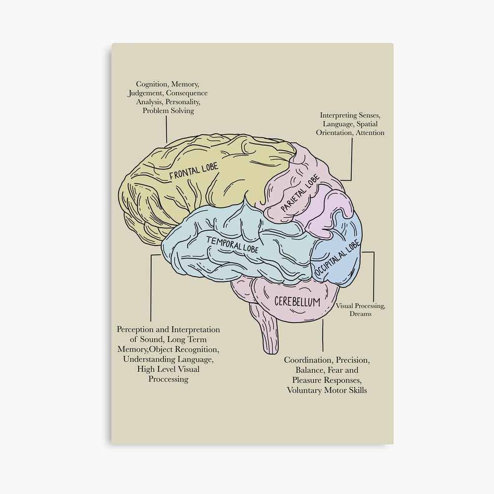Psychology Brain Map