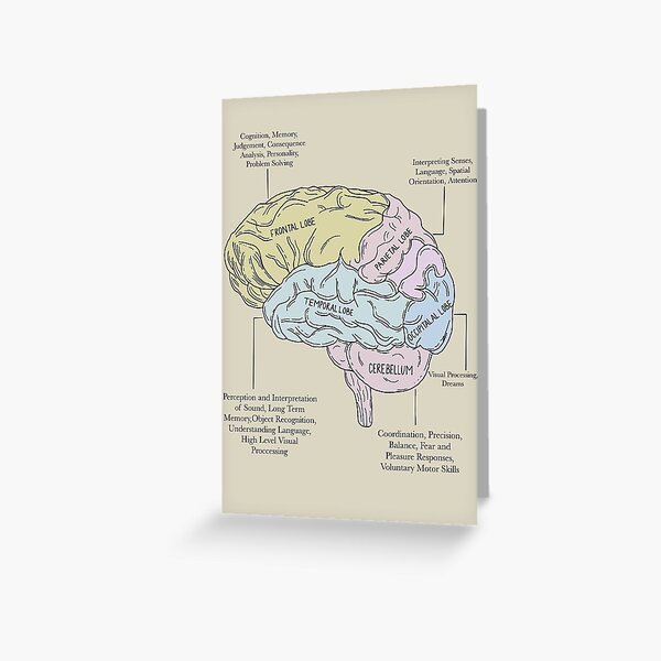 "Labeled Brain Diagram Psychology " Greeting Card for Sale by ...