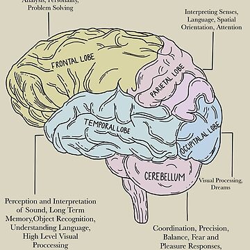 "Labeled Brain Diagram Psychology " Journal for Sale by Katlligraphy ...