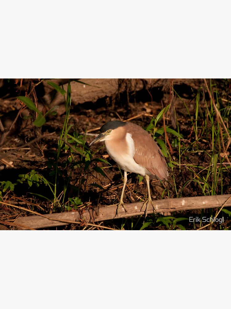 "Nankeen Night Heron, Yellow Water, Kakadu National Park" Sticker by ...