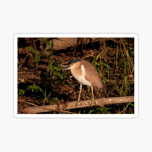 "Nankeen Night Heron, Yellow Water, Kakadu National Park" Sticker by ...