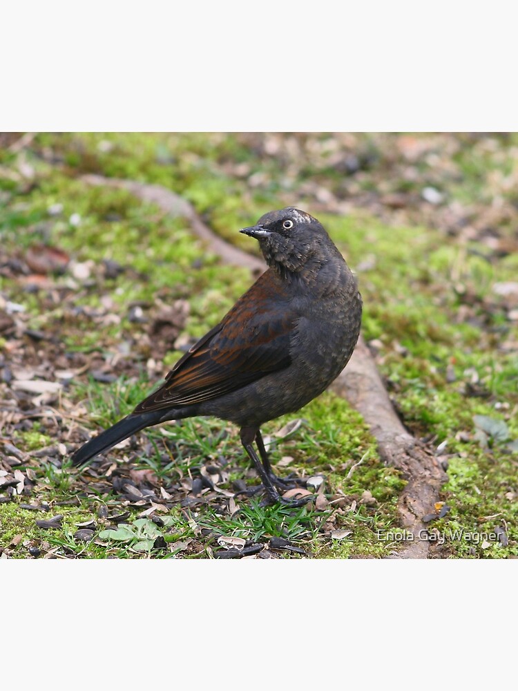 "Rusty Blackbird" Framed Art Print by egdc211 | Redbubble