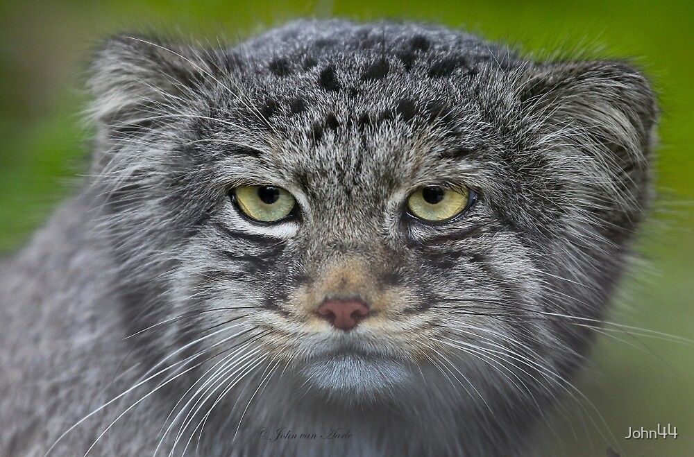 careful .. a wild cat..." by John44 | Redbubble