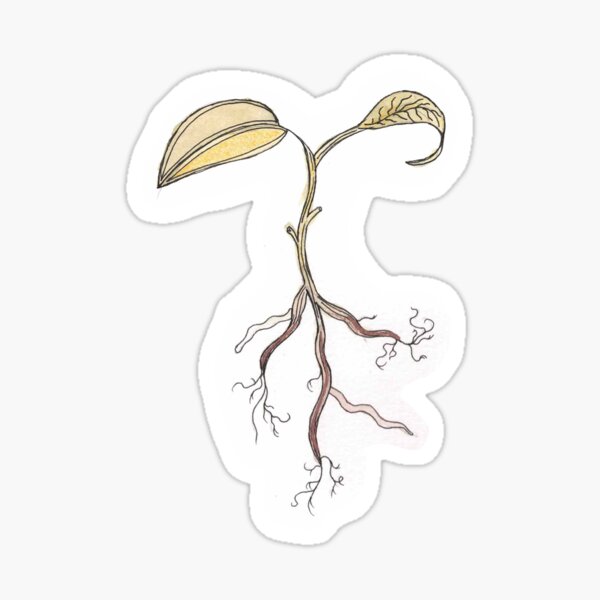 "Plant With Roots " Sticker for Sale by StayCuriousArt | Redbubble