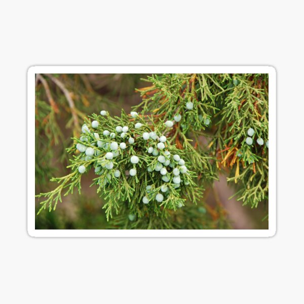 "Juniper Berries" Sticker for Sale by mcstory | Redbubble