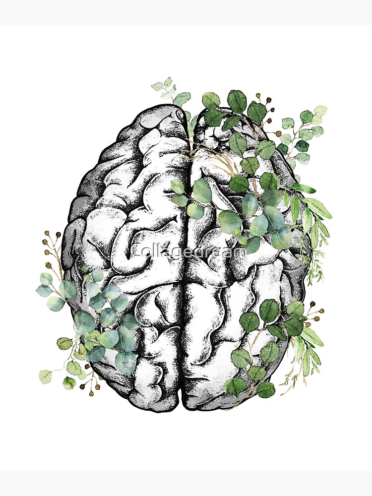 "Human brain with green leaver eucaliptus, watercolor style" Art Print ...