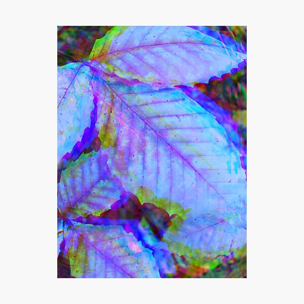 Lámina fotográfica «Hoja de neón - tinte azul» de Haley-noelle | Redbubble