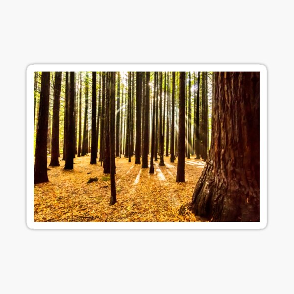 "Beams & Trees" Sticker for Sale by SeeOneSoul | Redbubble
