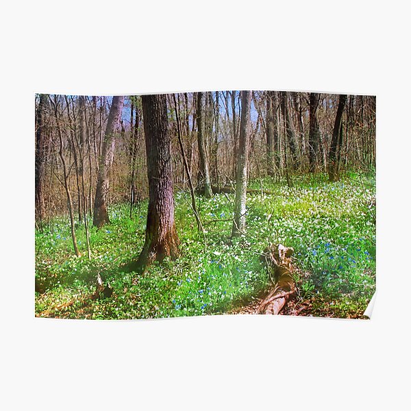 "Magic Carpet" Poster by MsTique | Redbubble