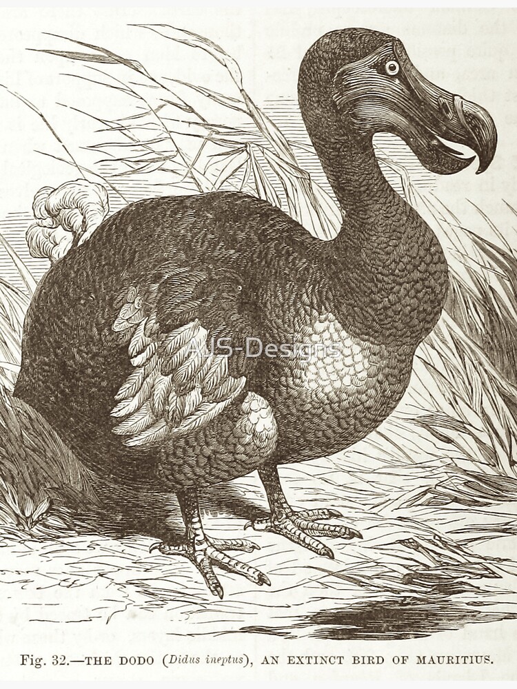 "Dodo Vintage Etching Print" Sticker for Sale by AJS-Designs | Redbubble