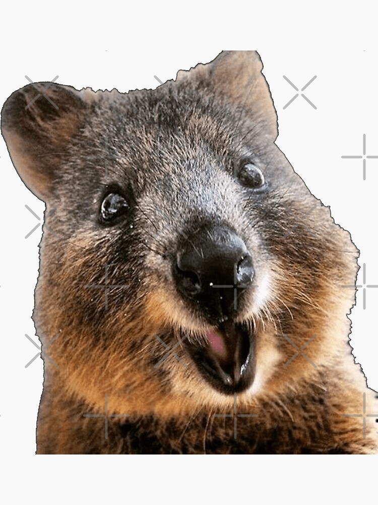 "Happy quokka " Sticker for Sale by stars-trend | Redbubble