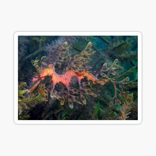 "Young Dragon" Sticker for Sale by yook | Redbubble