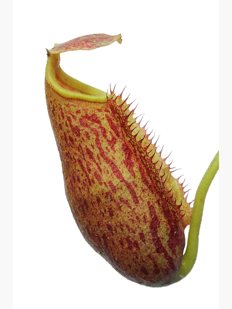 Lámina fotográfica «Planta de jarra tropical aislada - Nepenthes lowii ...