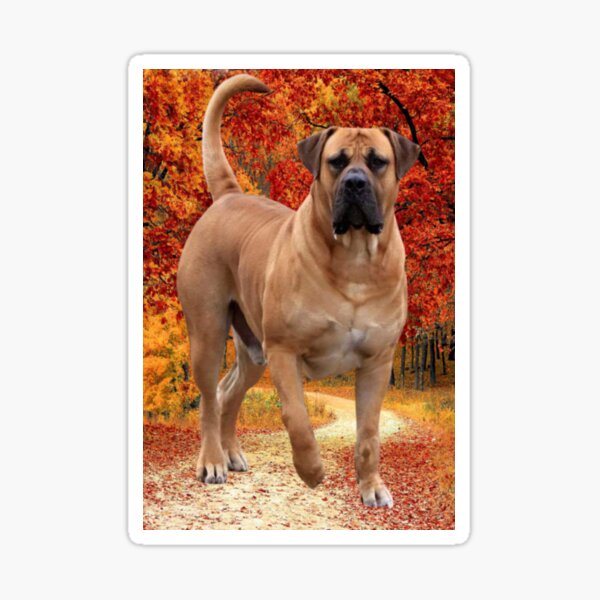 "Proud boerboel" Sticker by julset | Redbubble