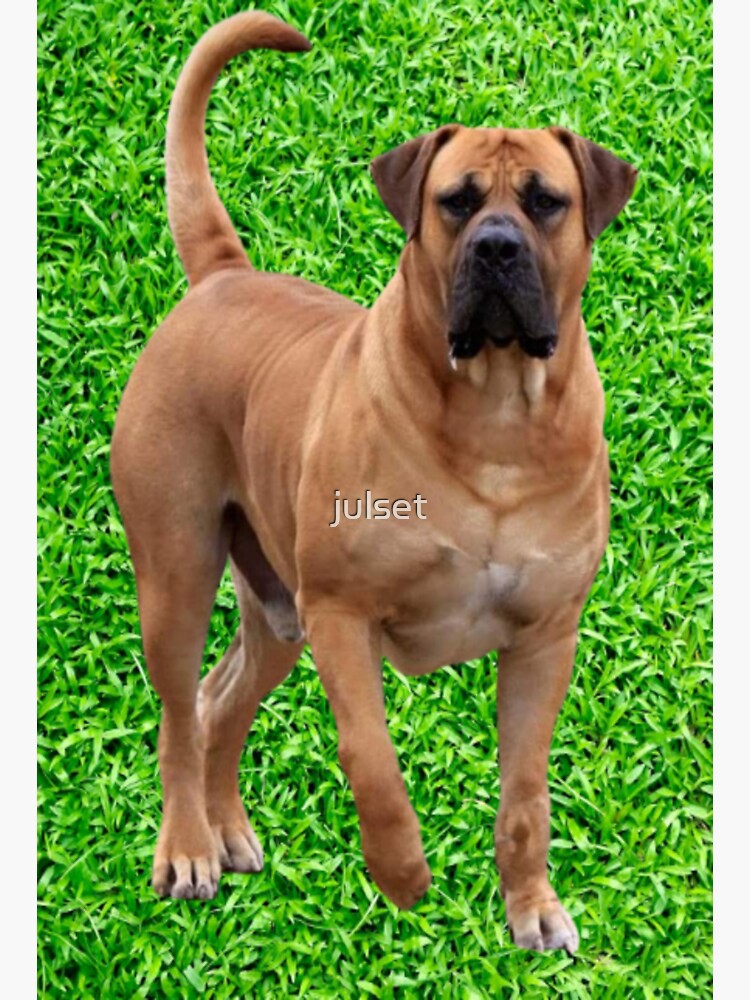 "Proud boerboel" Sticker for Sale by julset | Redbubble
