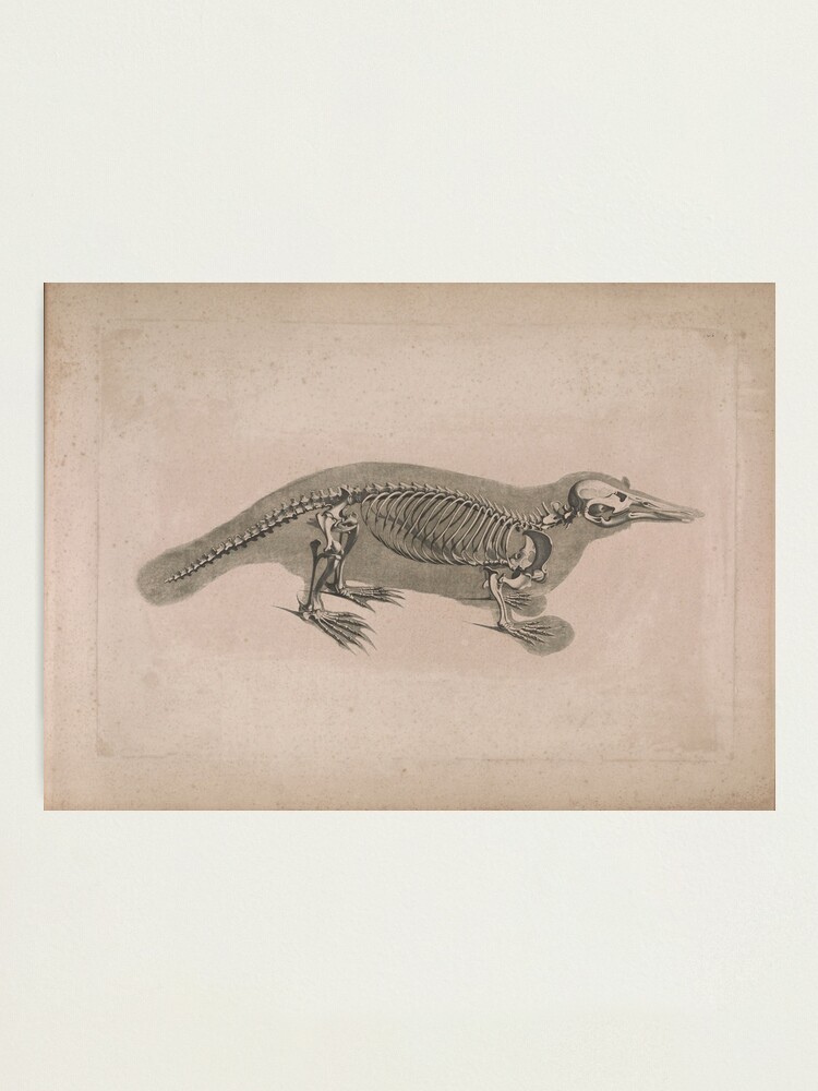 "Schnabeltier-Skelett - Skeleton of the Platypus" Photographic Print ...