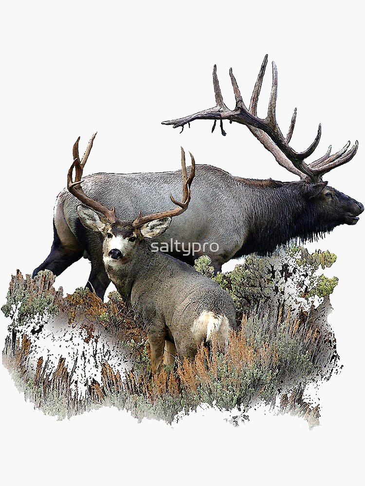 "Bull elk and mule deer buck" Sticker for Sale by saltypro | Redbubble