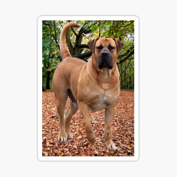 "Proud boerboel" Sticker for Sale by julset | Redbubble