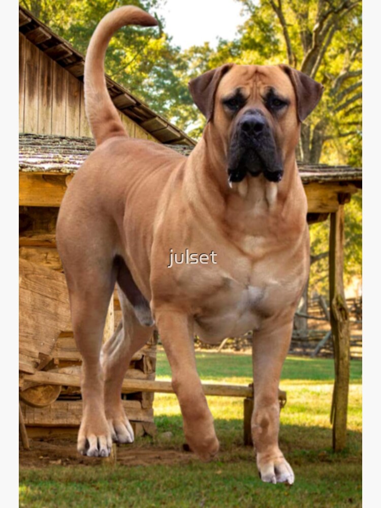 "Proud boerboel" Sticker by julset | Redbubble