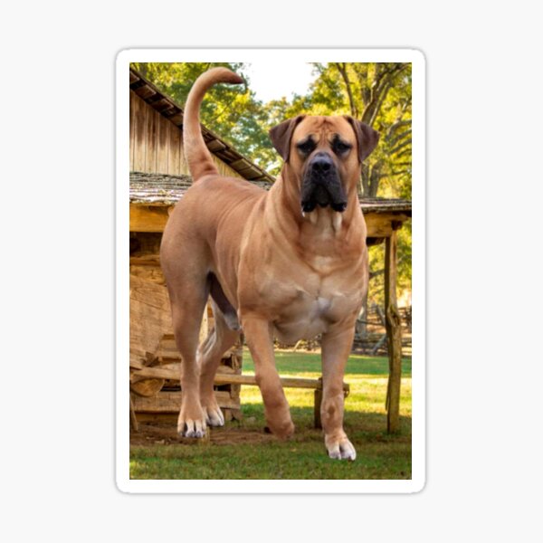 "Proud boerboel" Sticker by julset | Redbubble