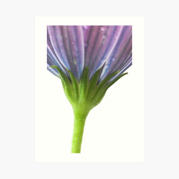 Sepals Wall Art | Redbubble