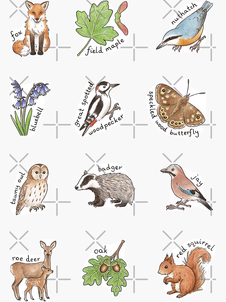 "British Woodland Wildlife" Sticker for Sale by HazelFisher | Redbubble