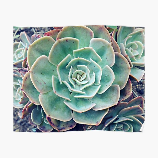 "SUCCULENT" Poster for Sale by hannahahkane | Redbubble