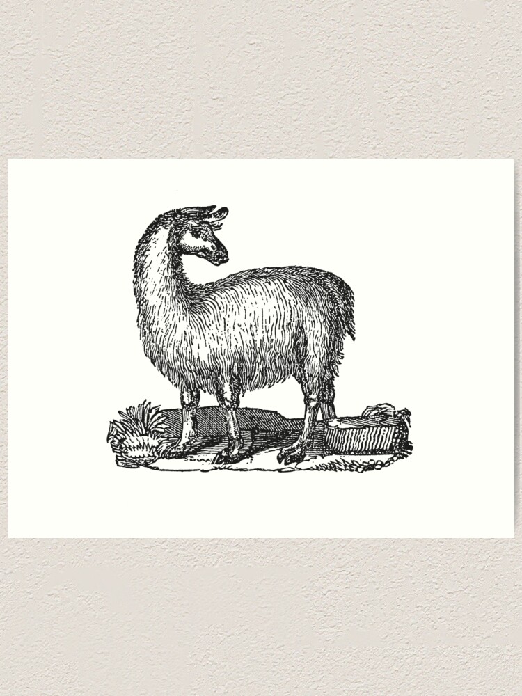 "Vintage Llama Illustration Retro Black and White Llamas Image" Art ...
