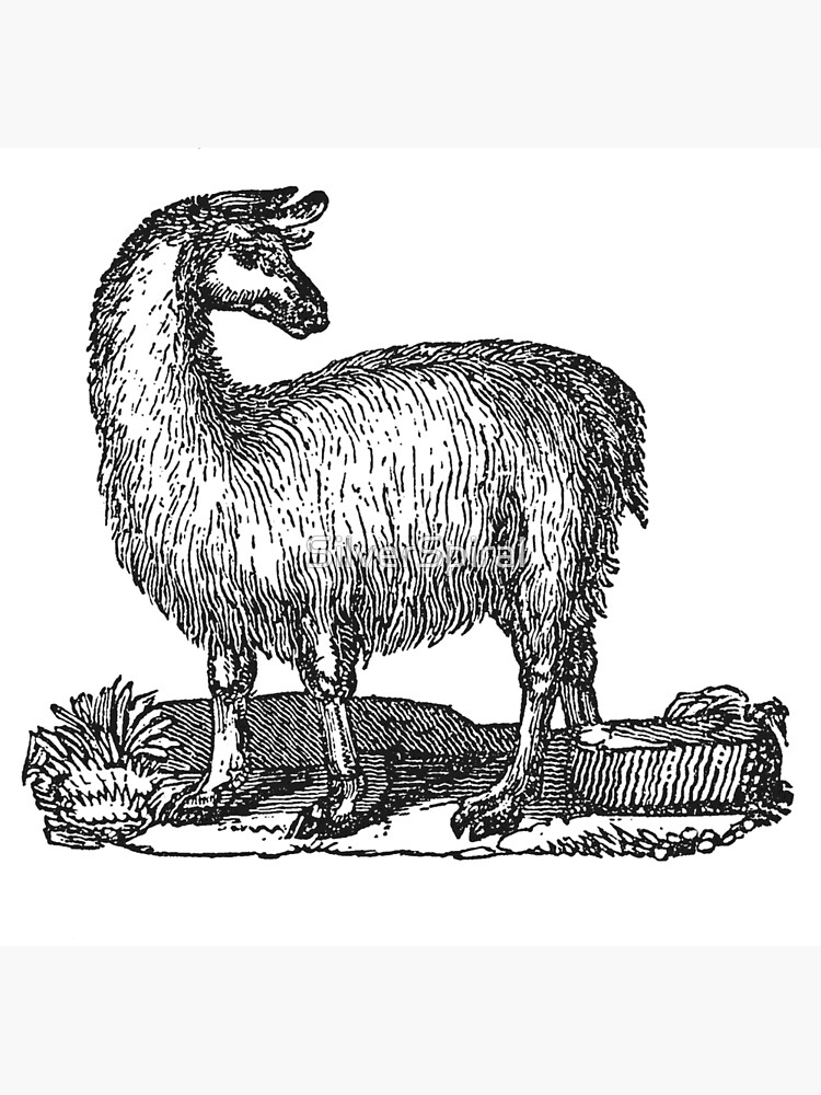 "Vintage Llama Illustration Retro Black and White Llamas Image" Art ...