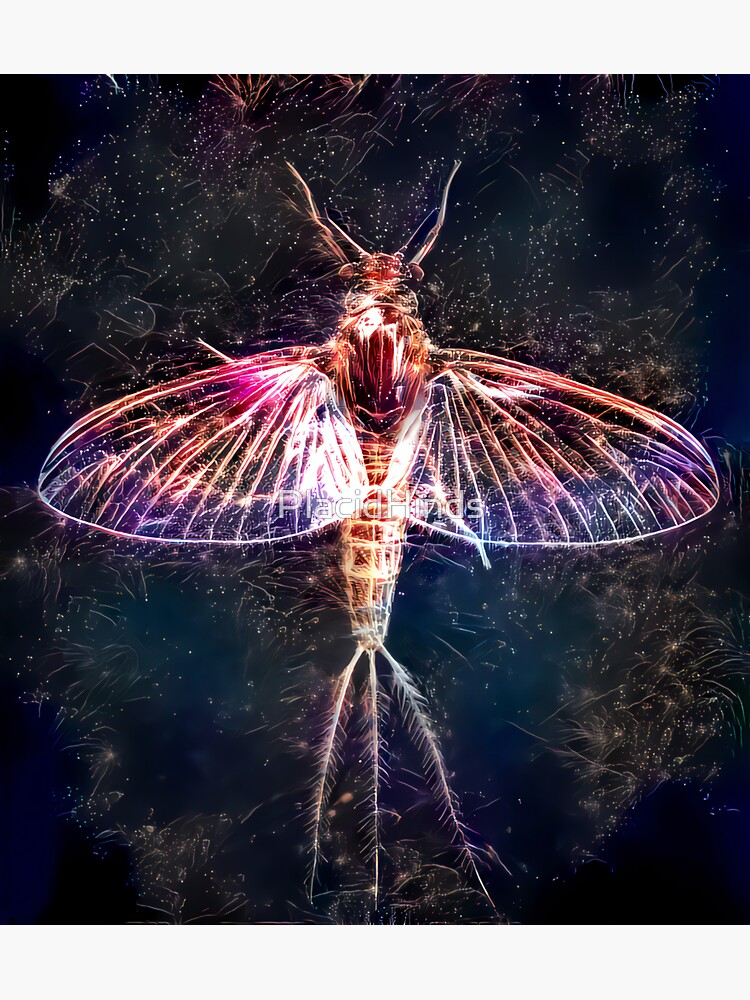 Sparks Mayfly Sticker For Sale By Placidhinds Redbubble