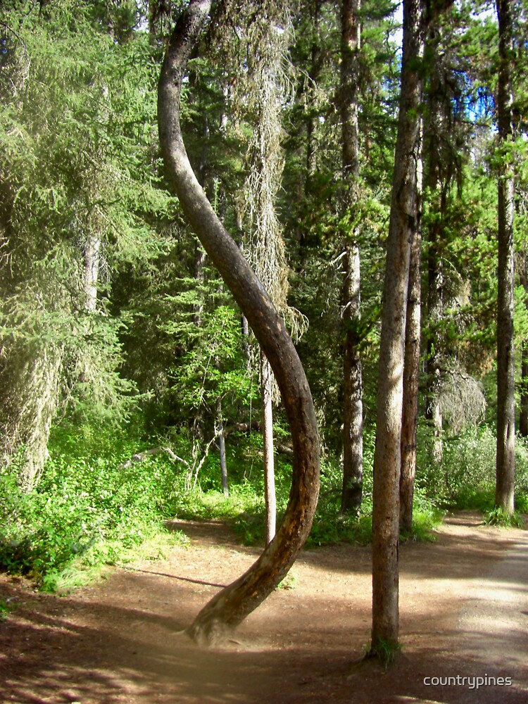 "curved tree" Sticker by countrypines | Redbubble