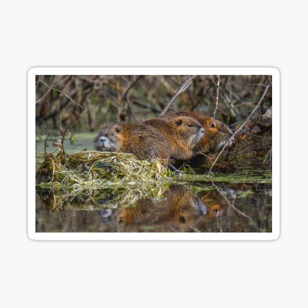 Muskrats Gifts & Merchandise for Sale | Redbubble
