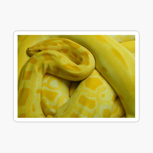 "Yellow Burmese Python " Sticker by Mythos57 | Redbubble