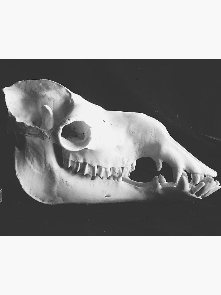 "Camel Skull" Sticker by Novel777 | Redbubble