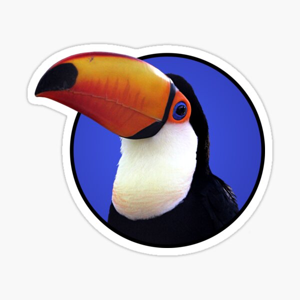 "Toco Toucan" Sticker for Sale by DebiDalio | Redbubble