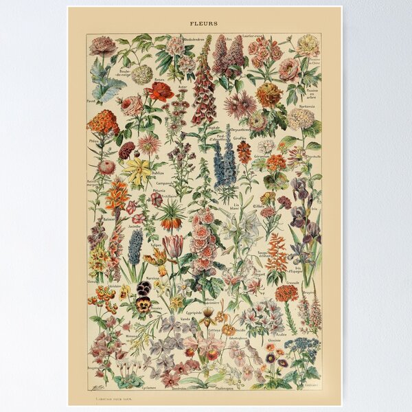 "Varieties of fleurs-pour tous chart poster art - Adolphe Millot ...