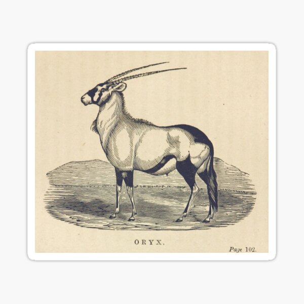 "Vintage Oryx Antelope Etching" Sticker for Sale by AJS-Designs | Redbubble