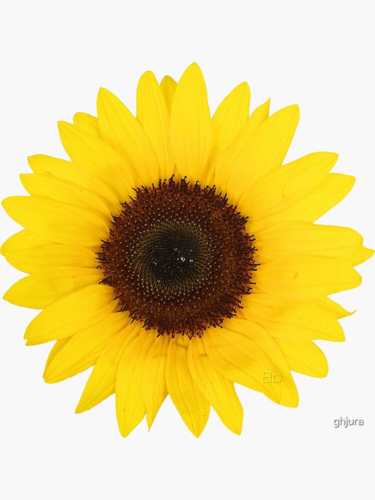 "sunflower" Sticker for Sale by ghjura | Redbubble
