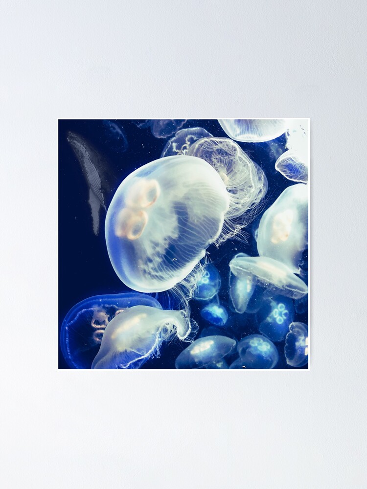 "Jellyfish" Poster for Sale by pedromatosart | Redbubble