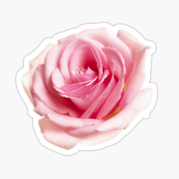 "Pink rose" Sticker for Sale by ghjura | Redbubble