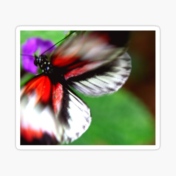 "Flutter" Sticker by amyericephoto | Redbubble