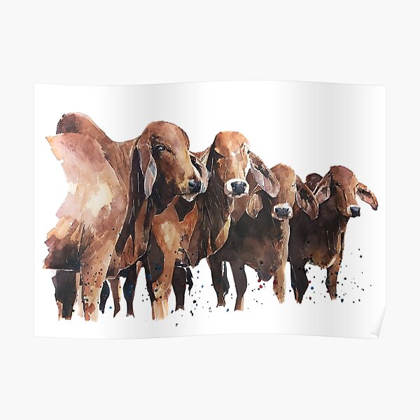 "Red Brahman Cattle Watercolour Art" Poster by EdsWatercolours | Redbubble