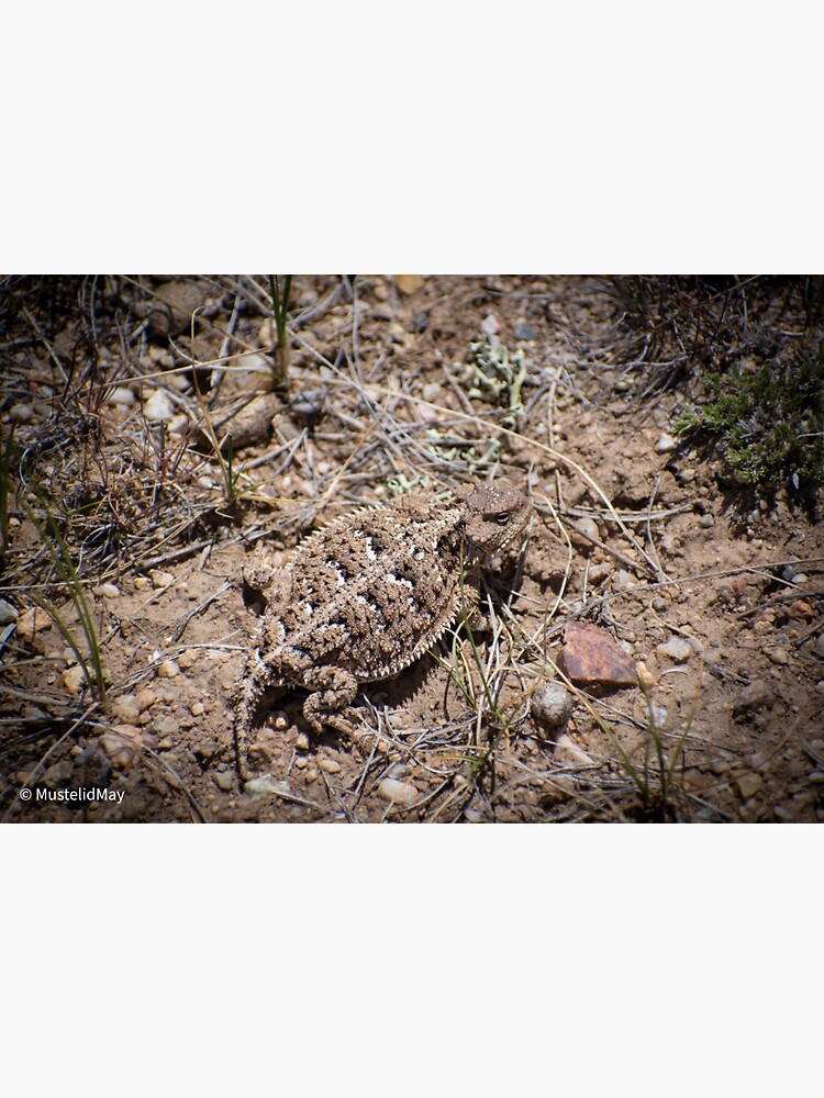 "Greater short-horned lizard" Sticker for Sale by MustelidMayArt ...